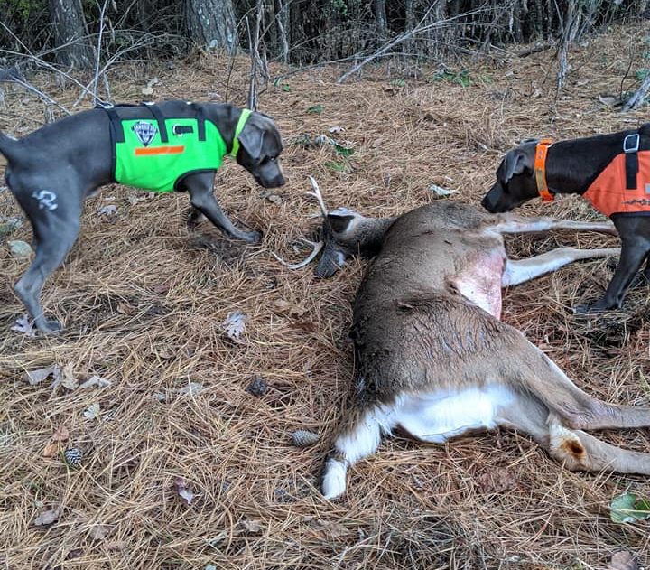 Blood trail dogs will aid in locating downed deer in W.Va. - WV MetroNews