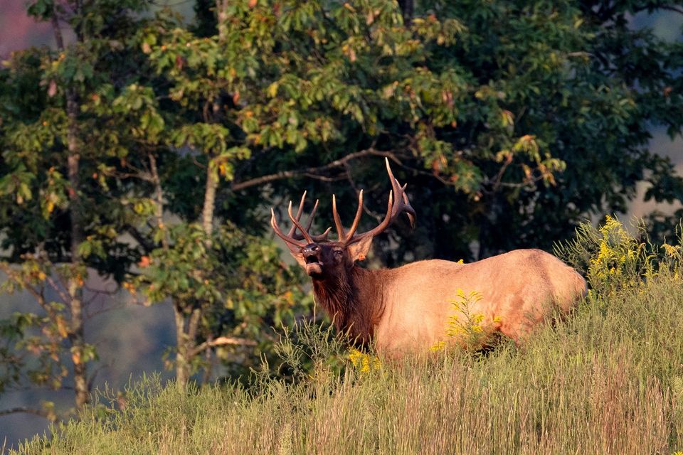 West Virginia's most successful elk hunter - WV MetroNews