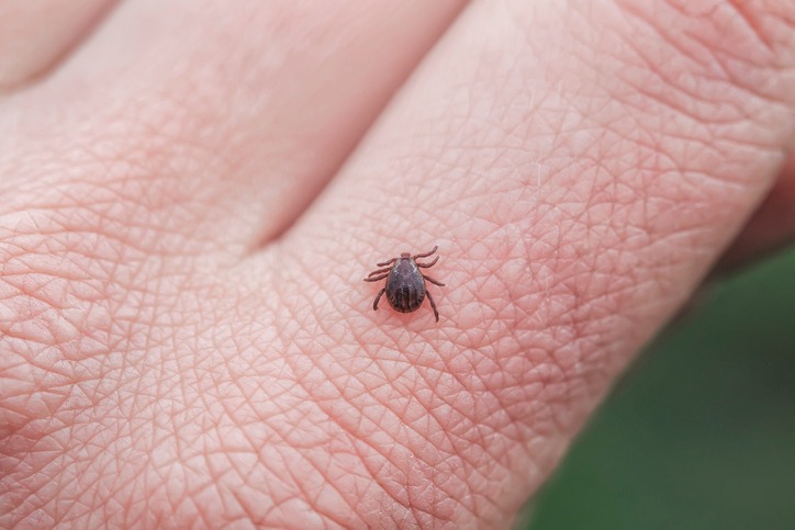 Health official says it's a bad year for ticks in W.Va. - WV MetroNews
