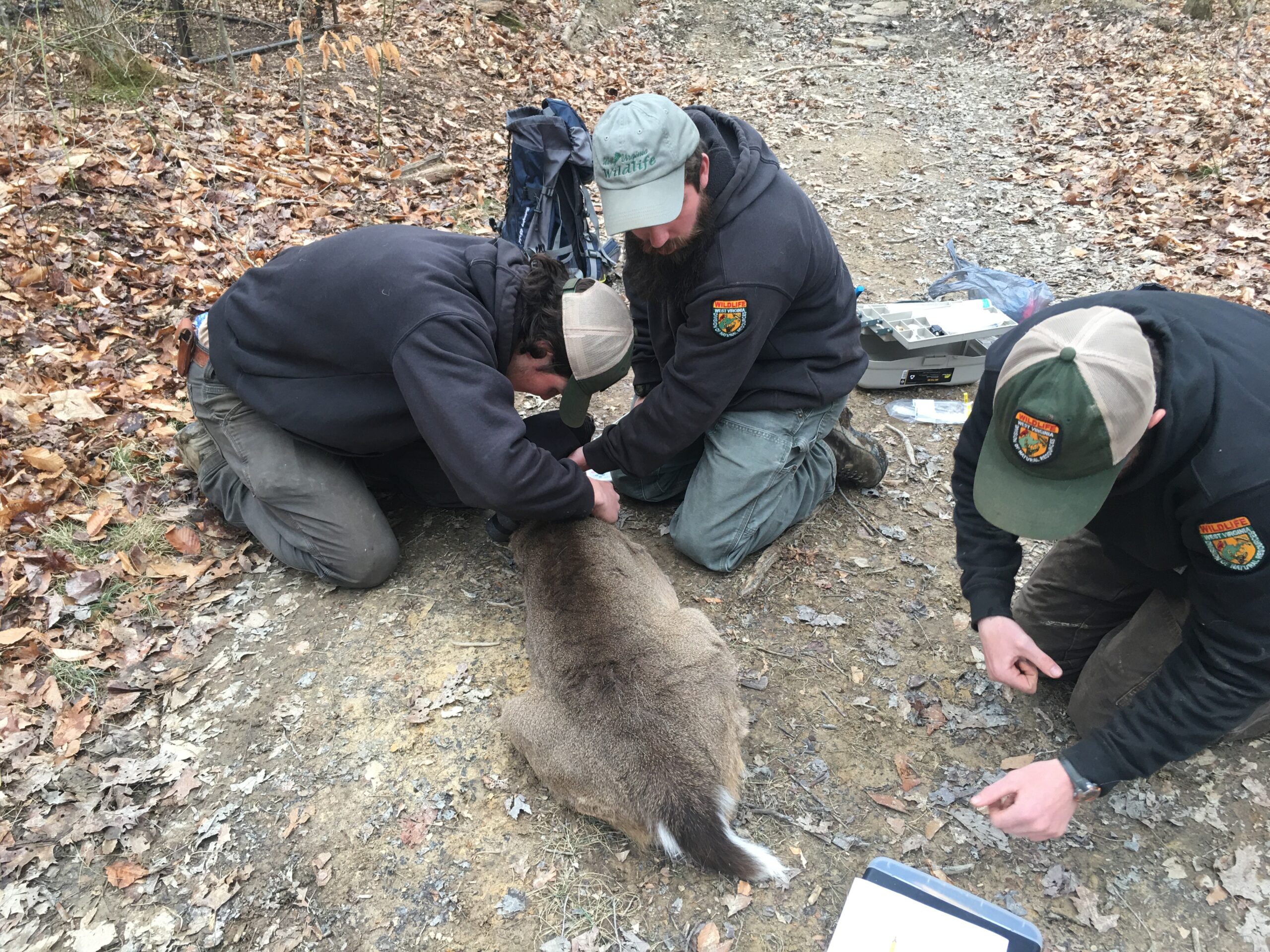 Whitetail deer research into the home stretch - WV MetroNews