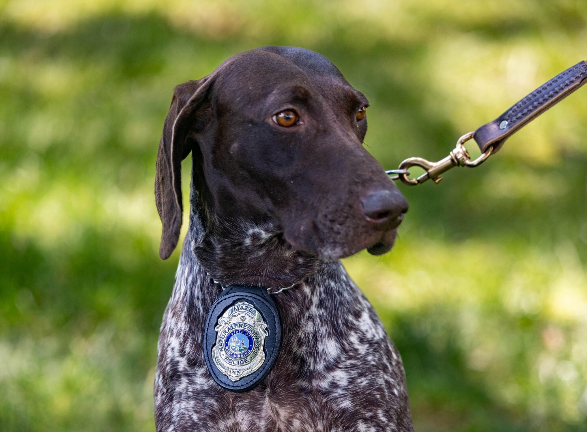 State DNR mourns loss of K-9 officer - WV MetroNews