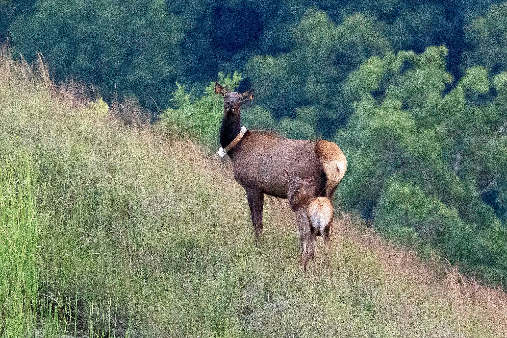 WVU partners with DNR to map the genetics of W.Va. elk herd - WV MetroNews